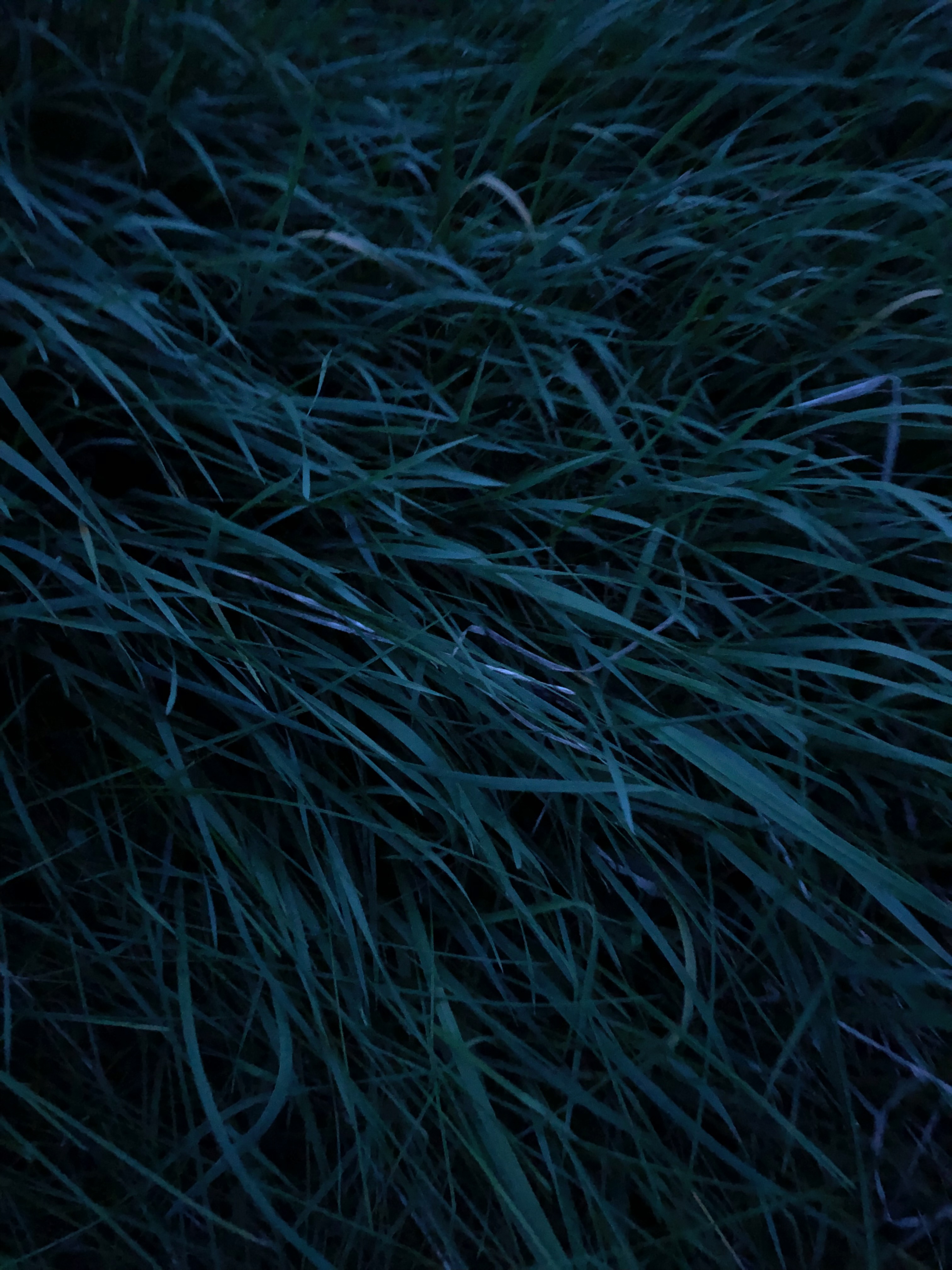 Walking at Twilight | Kate McKinney