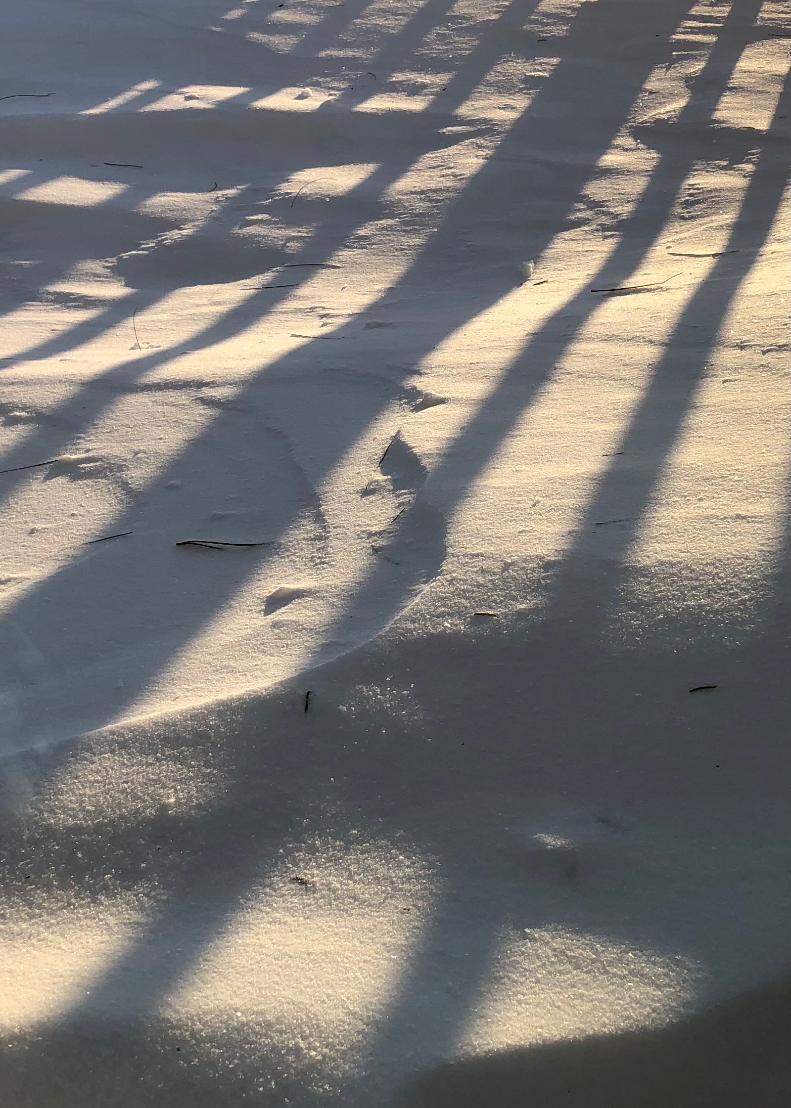 Long Shadows, Winter Light | Kate McKinney